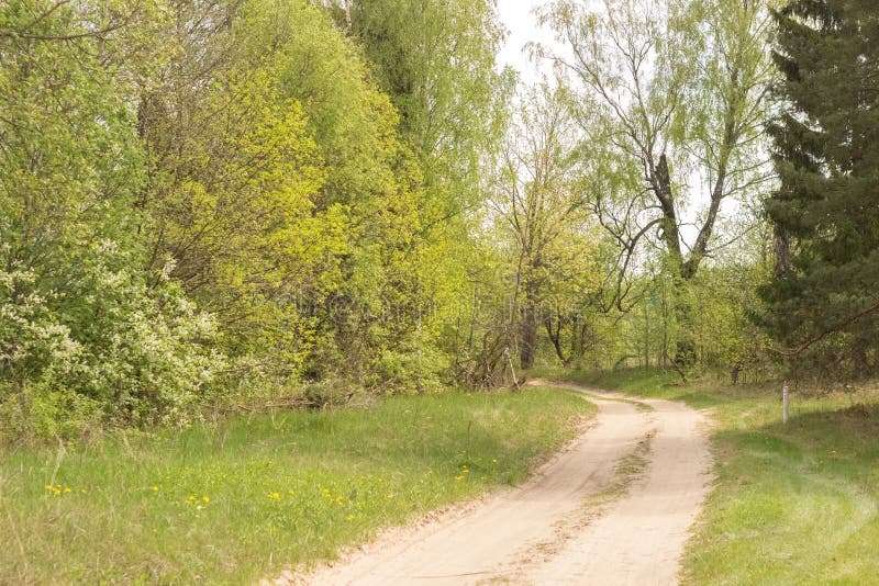 Sandy Road in the Deciduous Forest Beautiful Road through the Forest ...