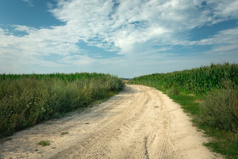 A Sandy Road through Fields with Corn, White Clouds on a Sky Stock ...