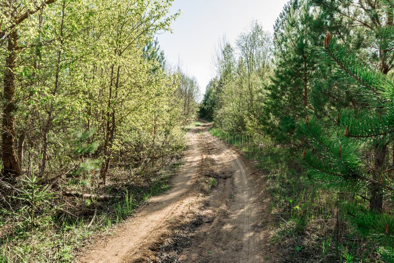 Sandy Road in the Forest, Nature Abstract Background Stock Photo ...