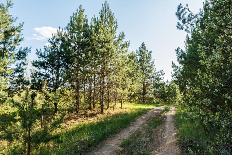 Sandy Road in the Forest, Nature Abstract Background Stock Photo ...
