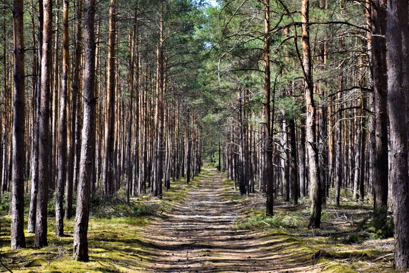 Sandy road in the forest stock photo. Image of birch - 191503086
