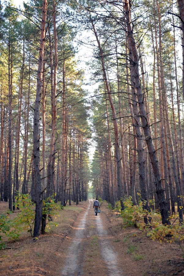 Sandy road in the forest stock photo. Image of backgrounds - 45459066