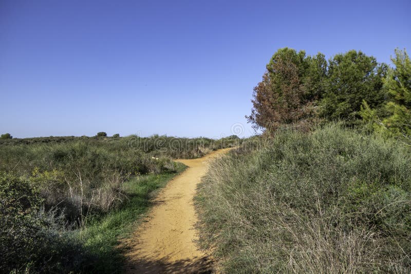 Sandy Road between Green Bushes and Trees Stock Image - Image of sand ...