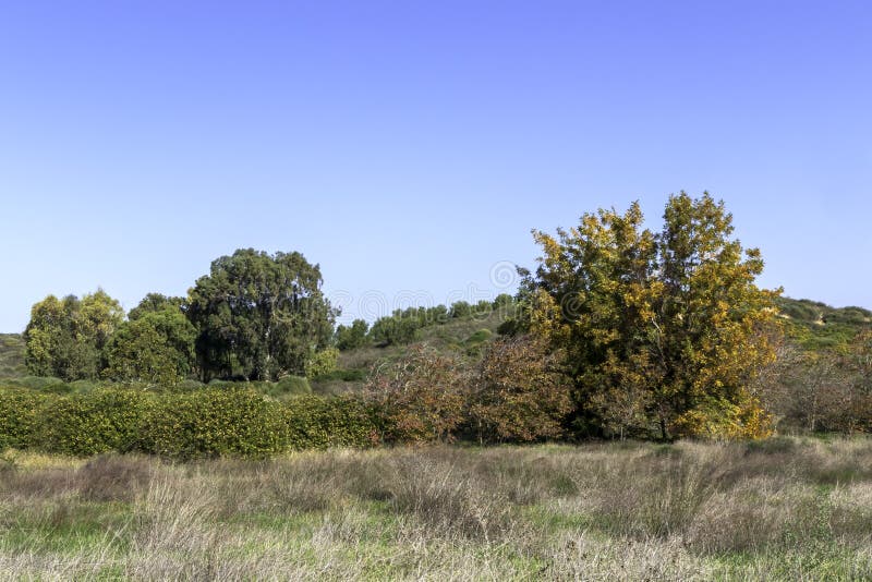 Sandy Road between Green Bushes and Trees Stock Photo - Image of summer ...