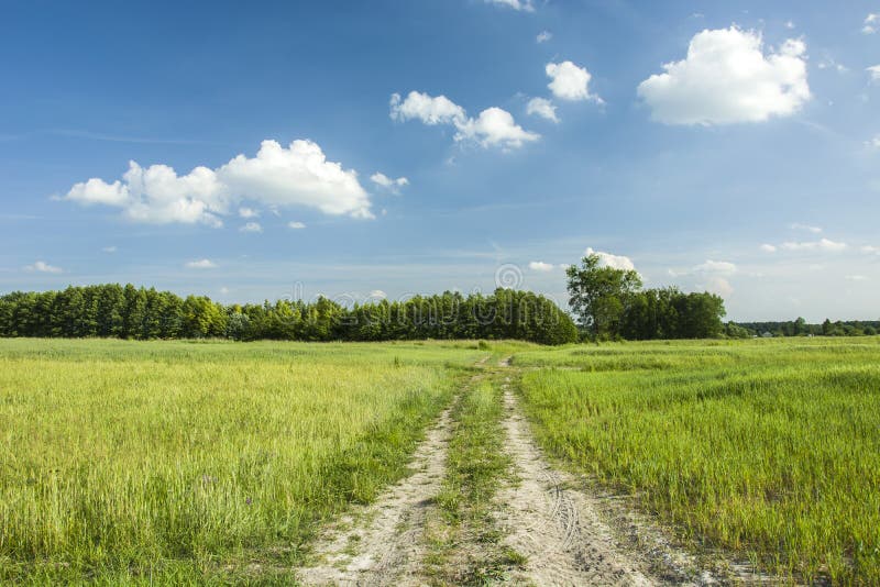 Sandy Road through Green Fields and Meadows. Stock Image - Image of ...