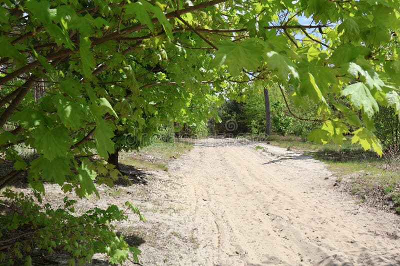 Sandy Road Leading into Lush Green Forest in Spring Stock Photo - Image ...