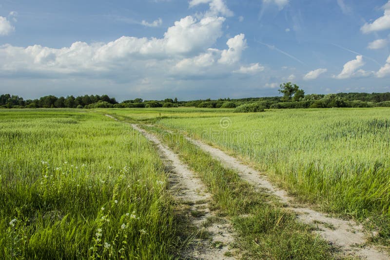 Sandy Road and Overgrown with Grass through Green Fields Stock Photo ...