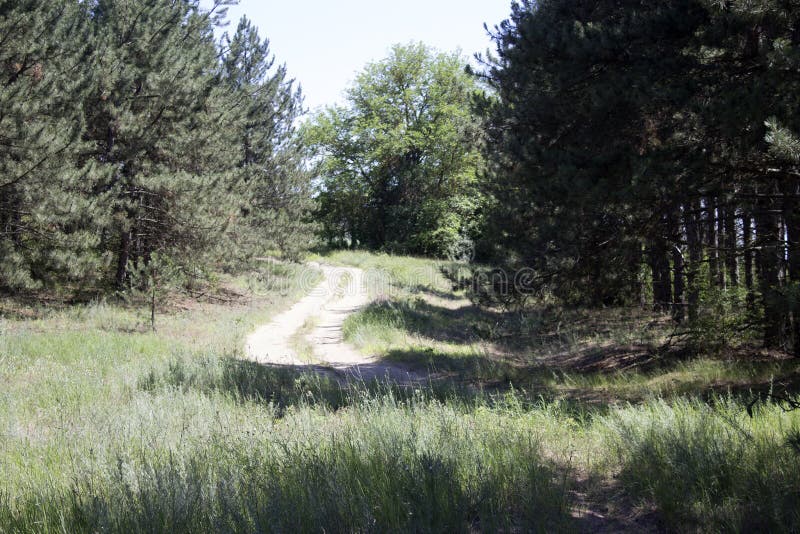 Sandy road to the forest stock photo. Image of forest - 188964872