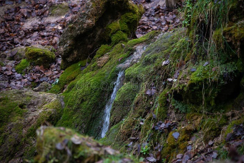Sandy Rock Along Which Flows a Clear Forest Spring Water Forming a ...
