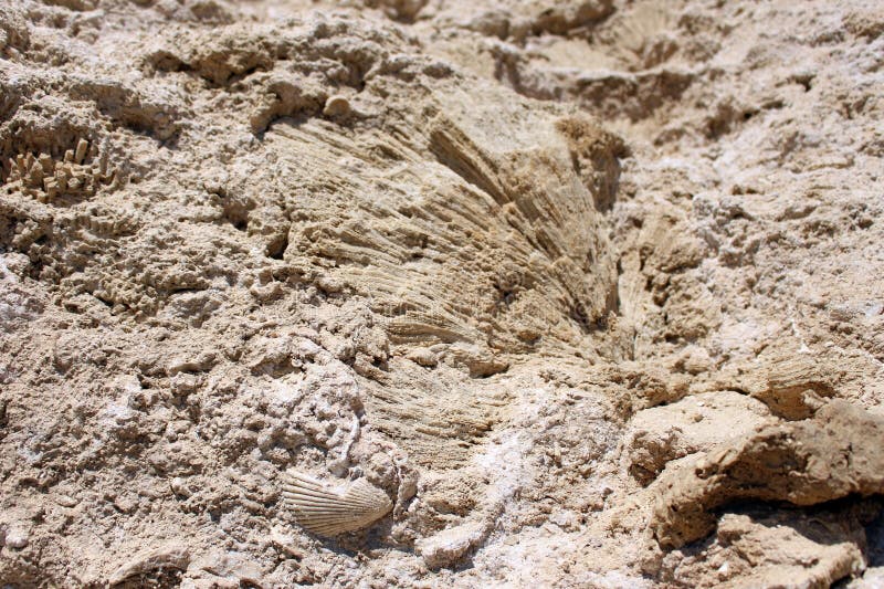 Sandy Rock Surface with a Large Fossil and a Small Shell in Natural ...