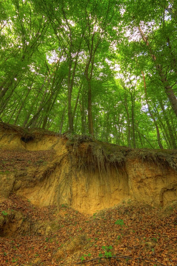 Sandy Scarp Inside Beech Forest Stock Image - Image of forest, shady ...
