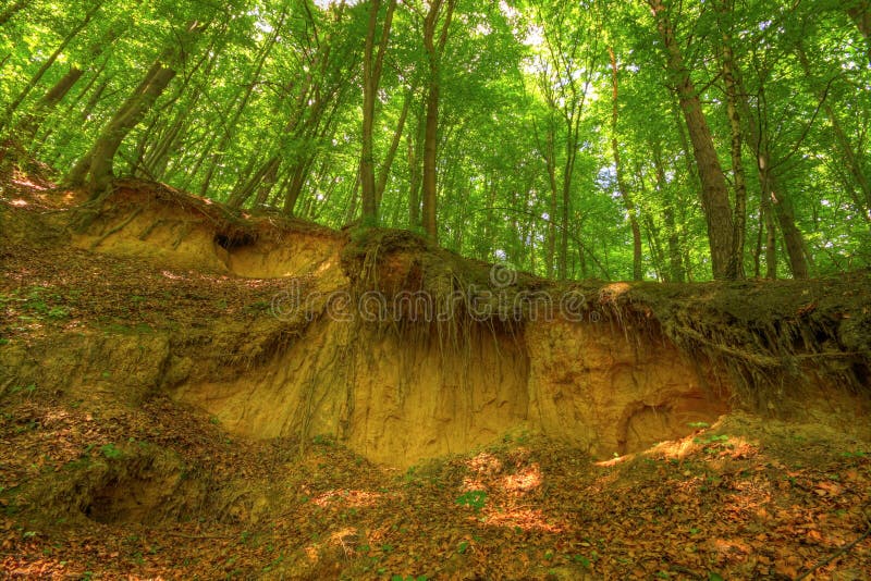 Sandy Scarp Inside Beech Forest Stock Photo - Image of root, high: 73773628