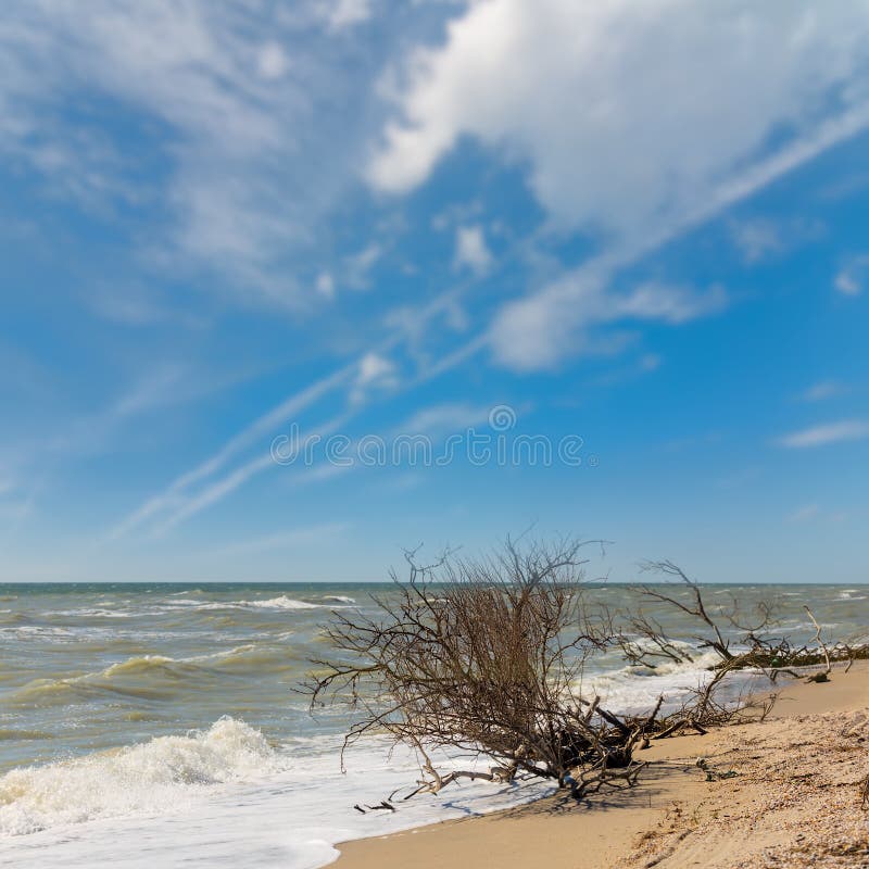 Sea Beach with Dry Tree at the Stormy Day Stock Photo - Image of foam ...