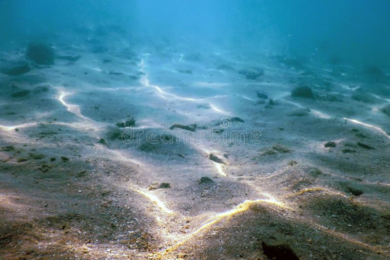 Sandy Sea Bottom Marine Life Stock Photo - Image of beach, shallow ...