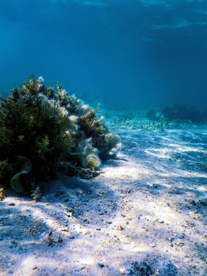 Sandy Sea Bottom Marine Life Stock Image - Image of caribbean, abstract ...