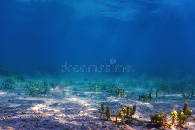 Sandy Sea Bottom Marine Life Stock Photo - Image of diving, marine ...