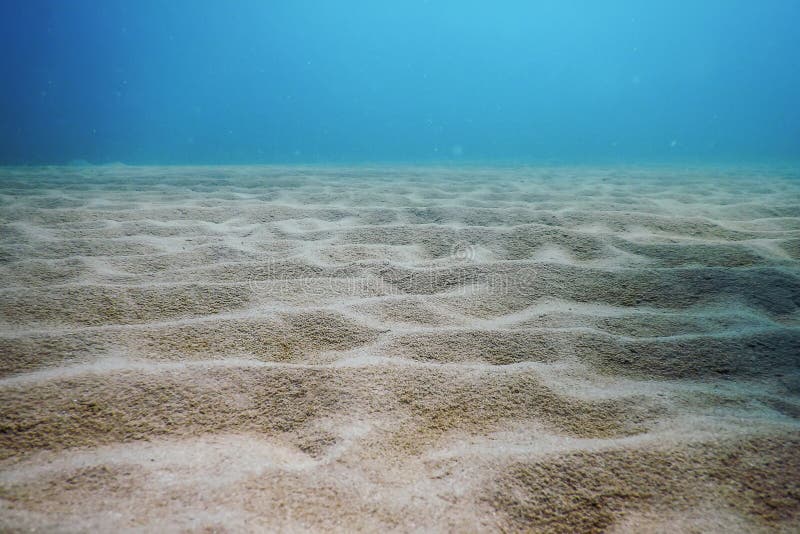 154 Natural Underwater Scene Shallow Sandy Seabed Stock Photos - Free ...