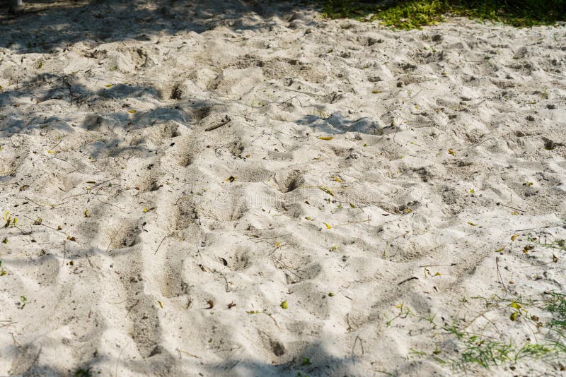 The sandy sea floor stock photo. Image of sandy, dirty - 232298260
