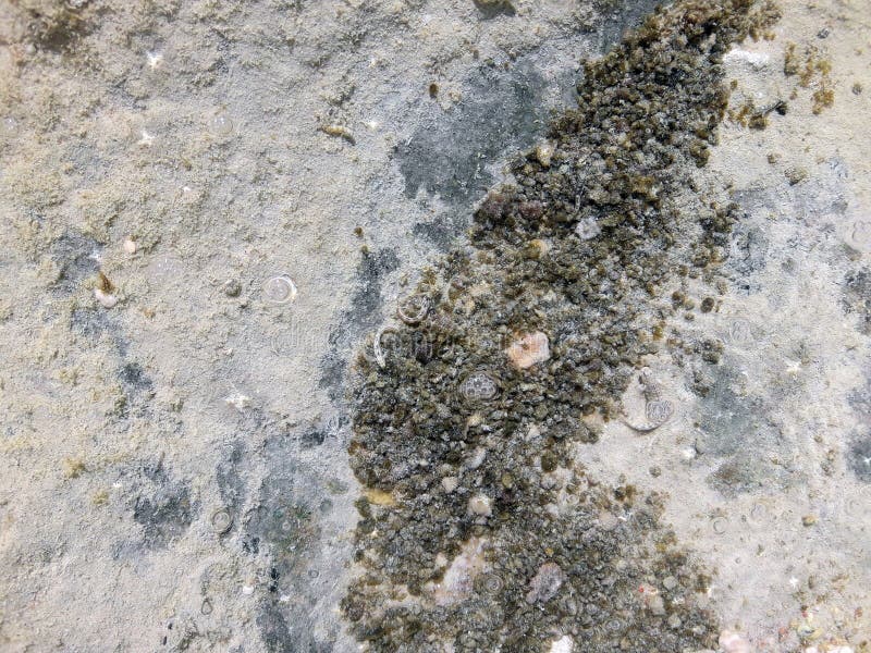 Sandy Seabed Covered with Small Shells and Organic Debris in Shallow ...