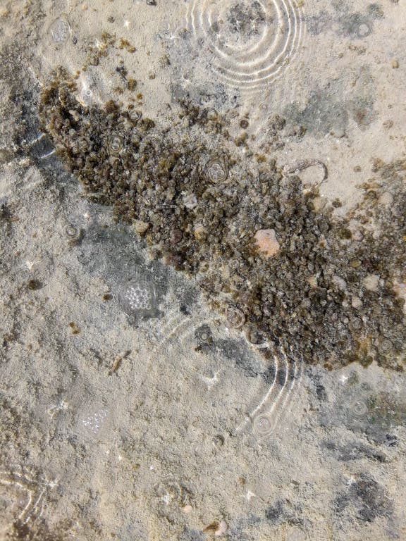 Sandy Seabed Featuring Clusters of Small Shells and Ripples in Shallow ...