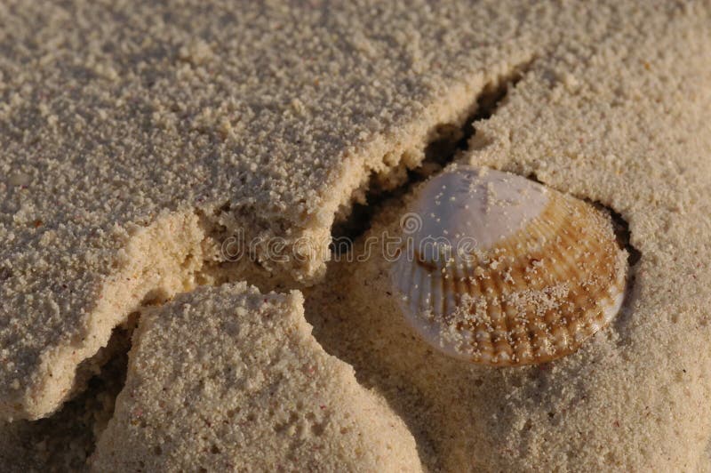 Sandy shell on the beach stock photo. Image of sand - 277155134