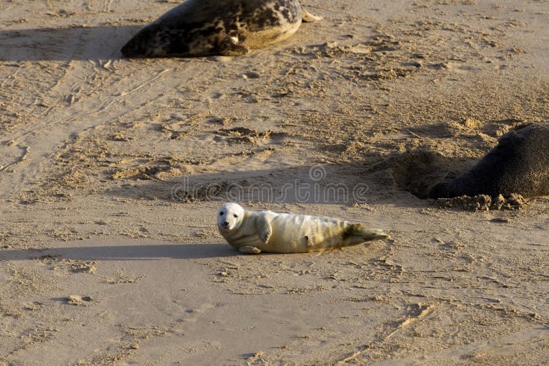 Sandy Shore with Adorable Seals Stock Image - Image of kingdom, beach ...
