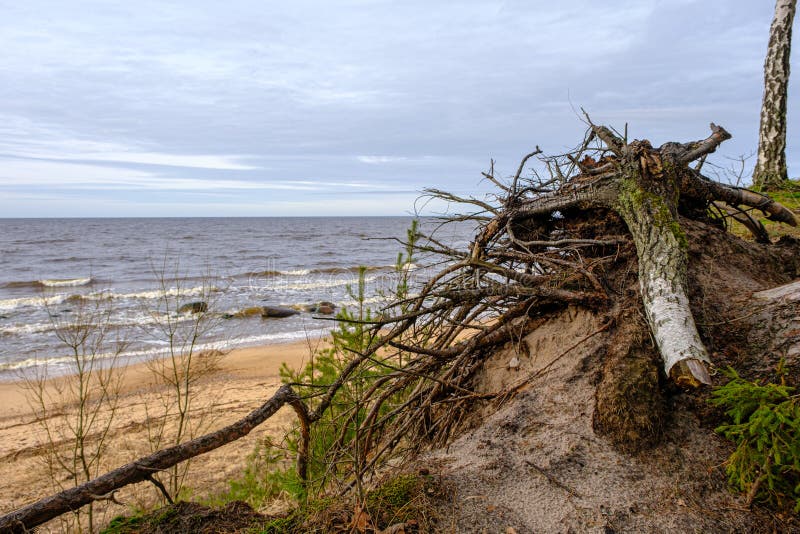 The Sandy Shore of the Baltic Sea in Spring. with Highly Variable ...