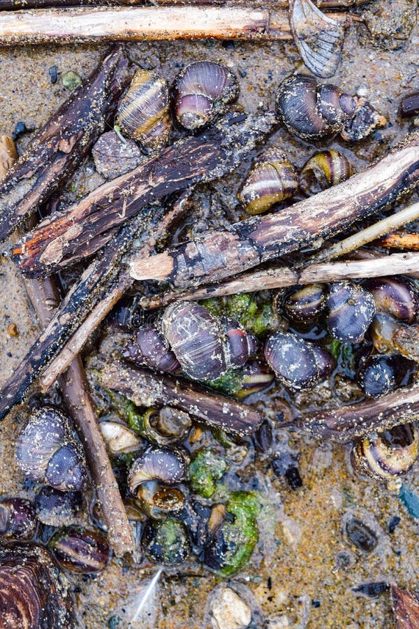 Sandy shore close-up stock image. Image of coast, deck - 95159815