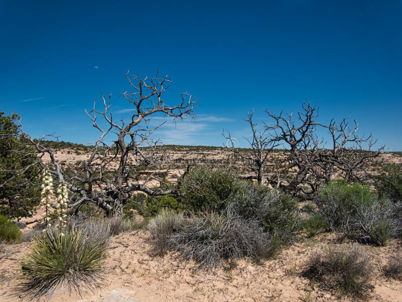 Sandy Soil with Shrubs and Dry Trees Stock Image - Image of dried ...