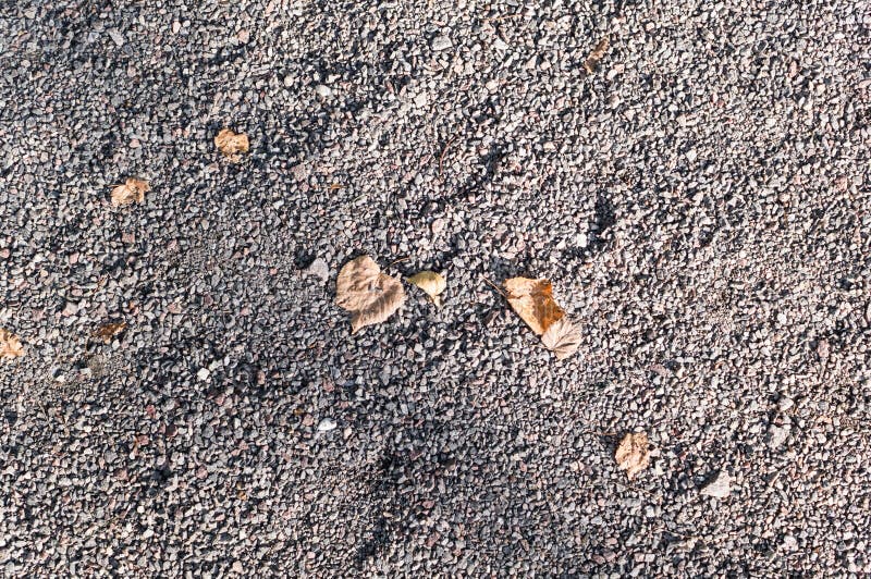 Sandy Stone Ground with Autumn Leaves. Background, Texture. Stock Image ...