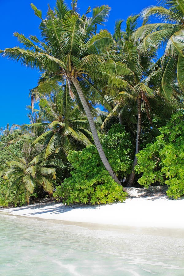 Sandy-Strand Mit Palmen Von Maldives Stockbild - Bild von blau, bequem ...