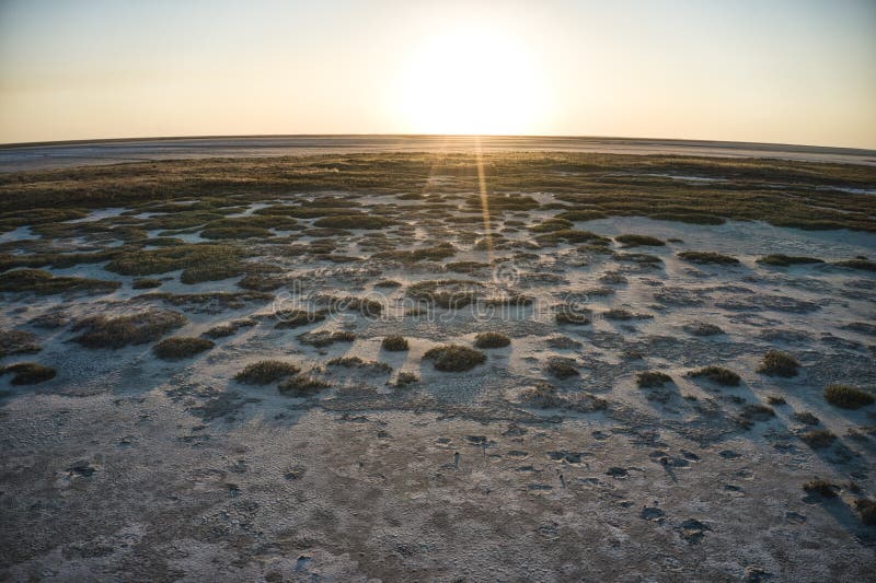 Sandy Swamp with Large Patches of Grass and Bushes Stock Image - Image ...