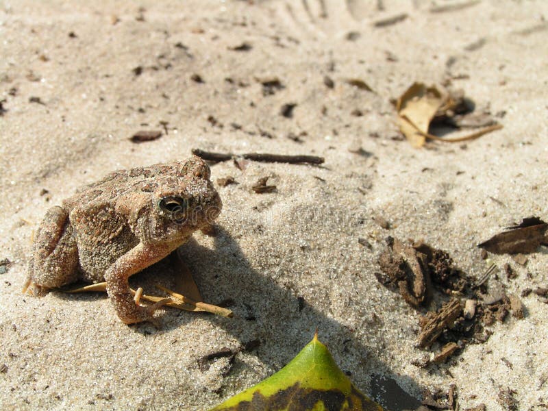 Toad In Sand Burrow 1 stock photo. Image of burrow, macro - 165695182