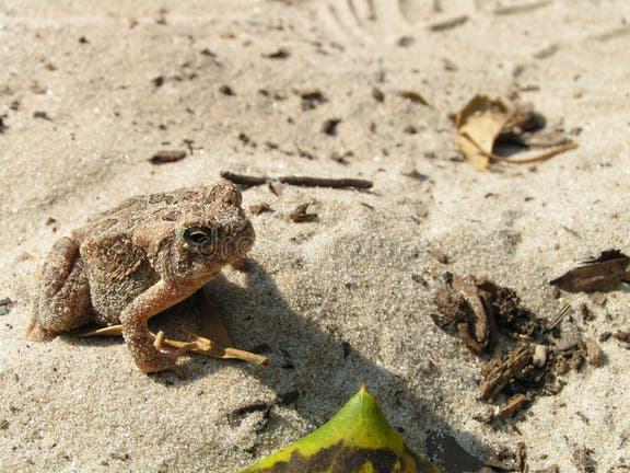 Sandy toad stock image. Image of coastal, brown, small - 22679389
