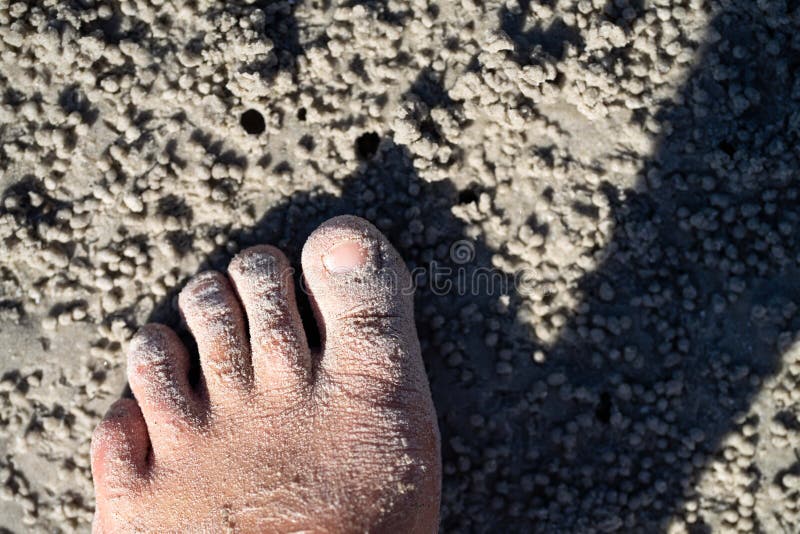 Sandy Toes on a Beach in Summer Stock Image - Image of nature, closeup ...