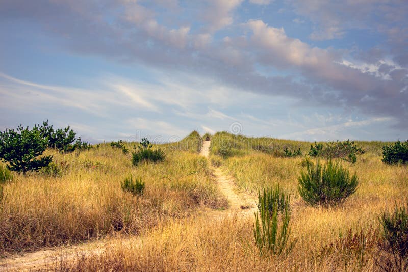 A Sandy Trail Leading Up a Grass Covered Sand Dune Stock Photo - Image ...