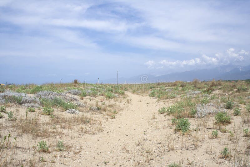 Sandy vegetation stock photo. Image of nature, sandy - 58230506