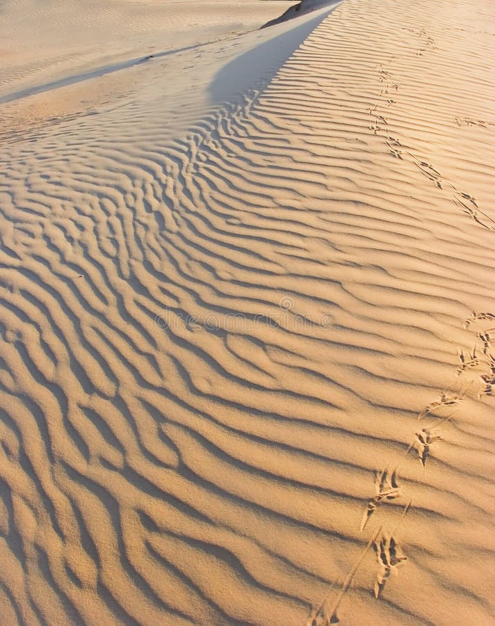 Sandy waves stock photo. Image of arid, terrain, exploration - 179877352