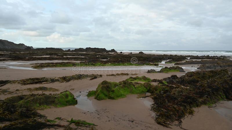 Low Tide Reveals Rocks Covered in Seaweed Stock Video - Video of ...