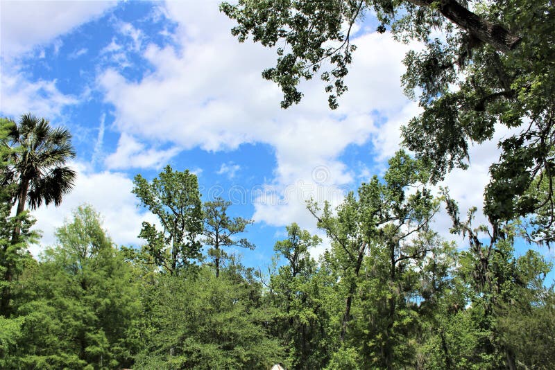 The Sanford Fl Big Tree Park Stock Image - Image of tree, deciduous ...