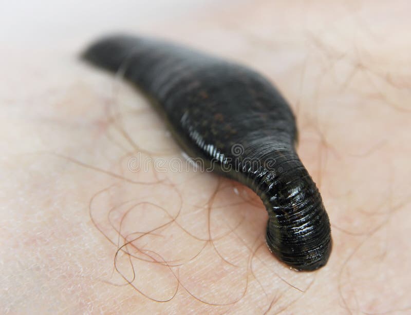 Une sangsue image stock. Image du animal, faune, extérieur - 6513701