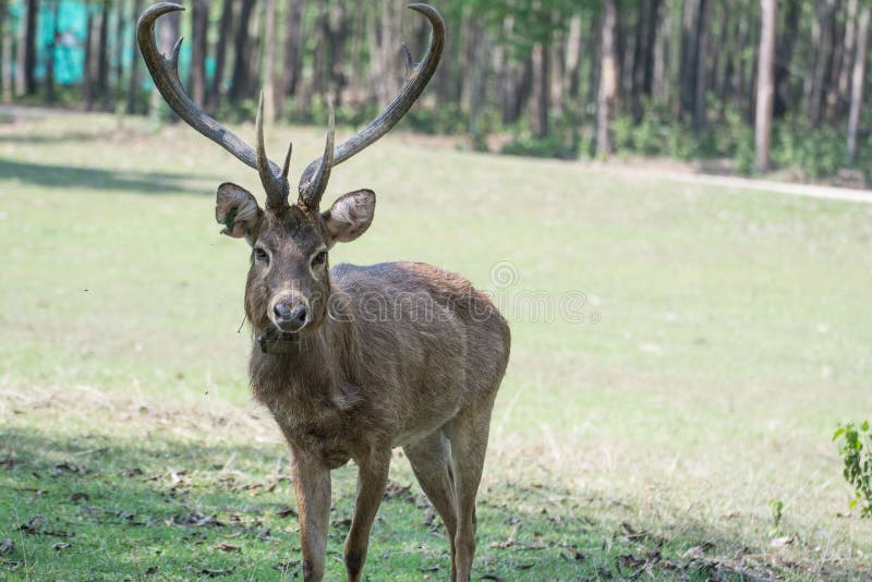 Sangai or Thamin deer stock image. Image of side, sangai - 53542405