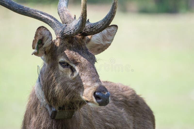 Sangai or Thamin deer stock photo. Image of alertness - 53542504