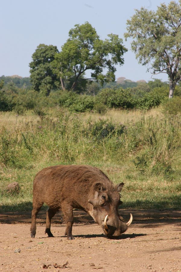 Sanglier image stock. Image du animal, verrat, défense - 224951