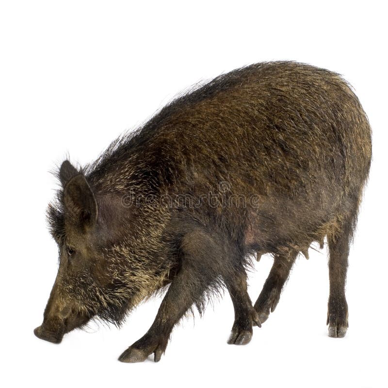 Sanglier photo stock. Image du défense, bétail, agriculture - 2780254
