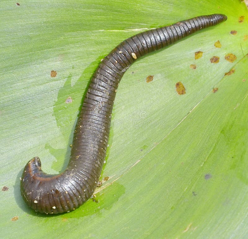 Sangsue-hirudo médicinal photo stock. Image du parasite - 12057250