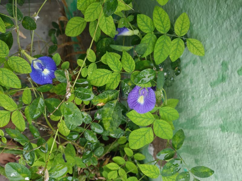 Sangu flower stock image. Image of sangu, rare, flower - 133083761