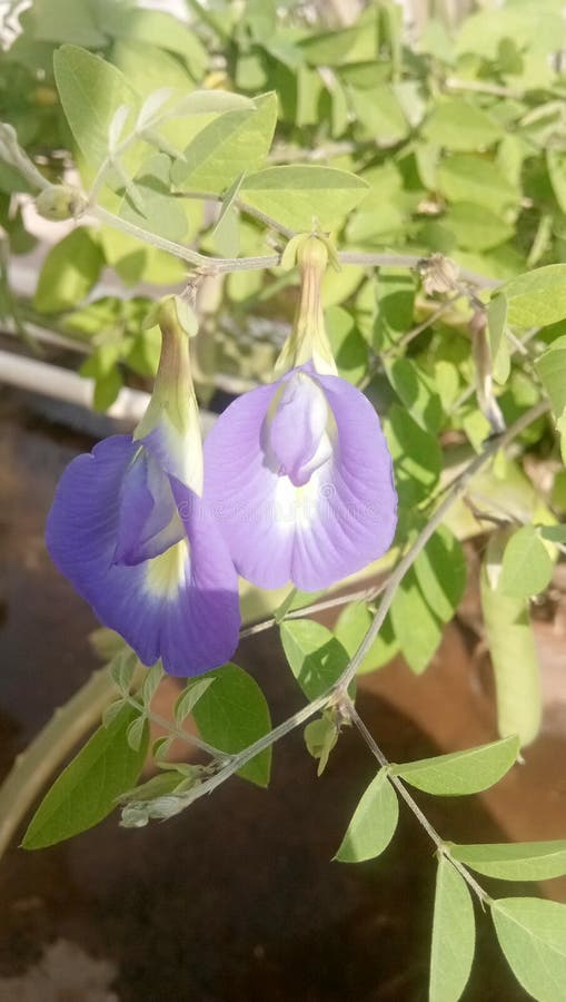 Sangu poo stock photo. Image of blue, sangu, flower - 130147086