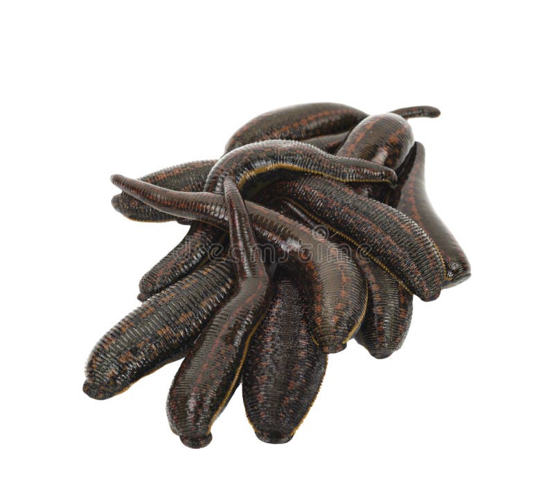 Sanguessuga médica imagem de stock. Imagem de microbiologia - 59198635