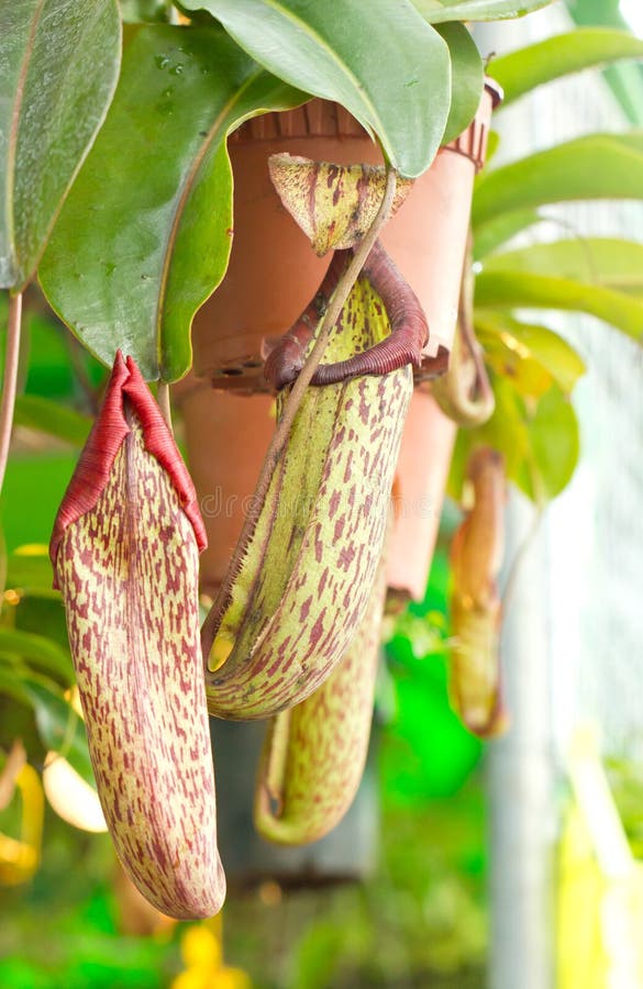 Nepenthes Sanguinea Une Plante De Lanceur Pendante Rouge Sang Dans Le ...